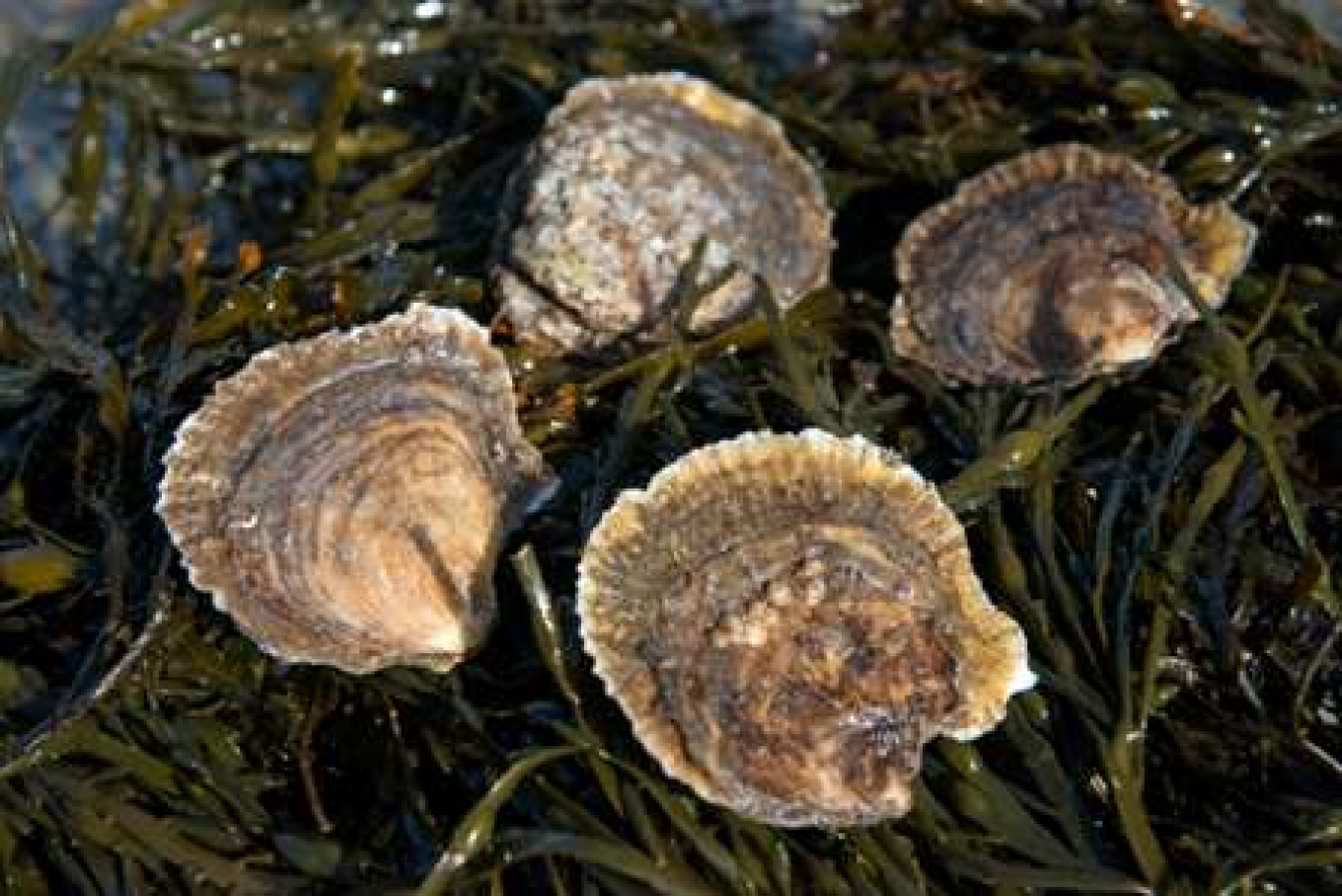 THE FOYLE AREA (CONTROL OF OYSTER FISHING) REGULATIONS 2008